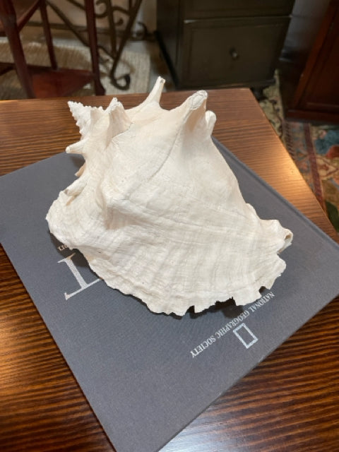 Conch Shell – McCoys Consign and Design